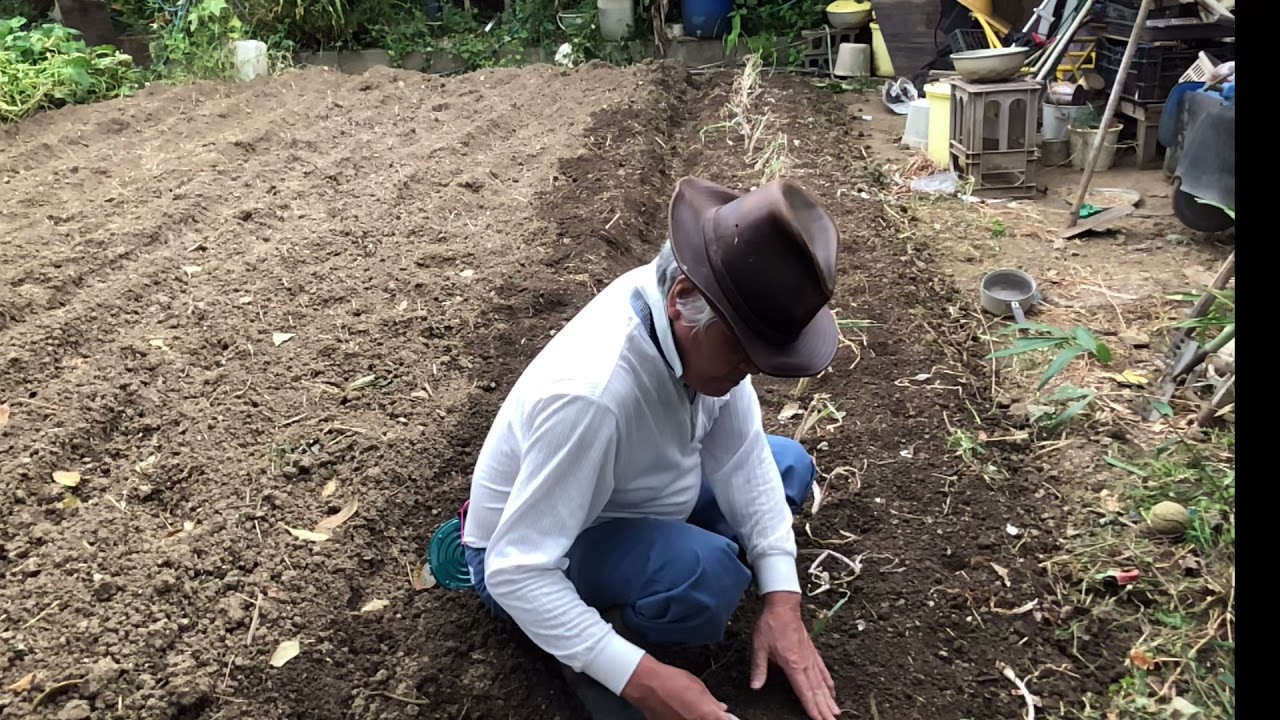 Plant Kujo Negi and Scallion 九条ねぎとわけぎを 植える - YouTube