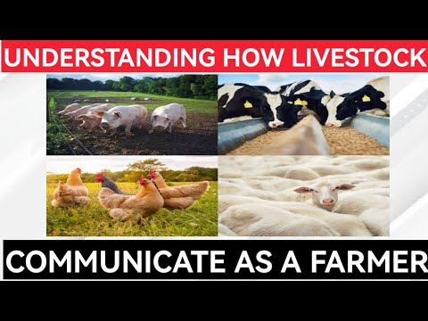 How To Identity Early Signs Of Disease In Livestock Farming | Poultry ...