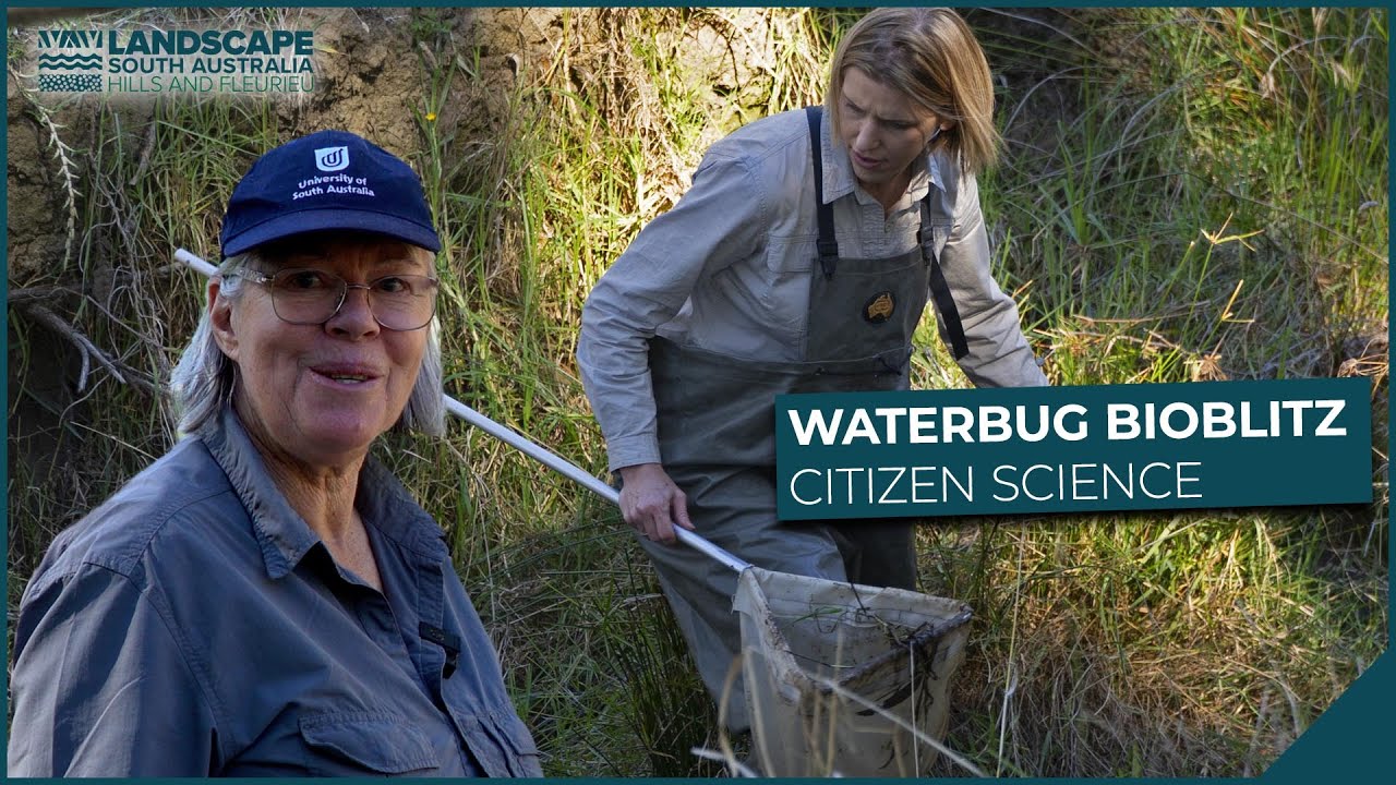 Waterbug BioBlitz - Citizen Science - YouTube