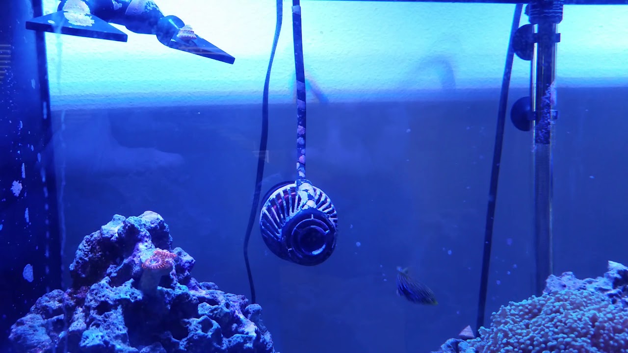 Review of the Hydor Koralia 3rd Generation Powerhead - YouTube