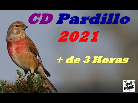 CD Pardillo 2021