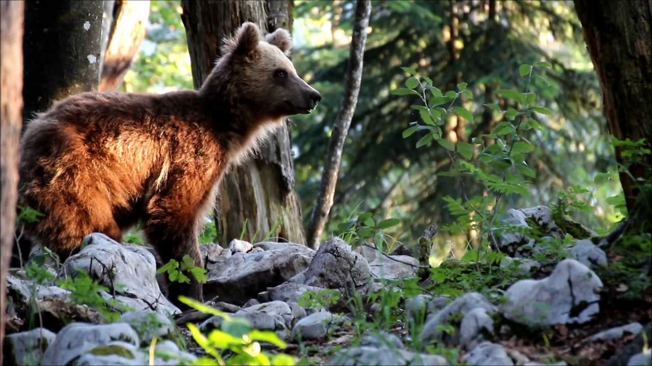 rjavi medved / Ursus arctos / Brown bear - YouTube