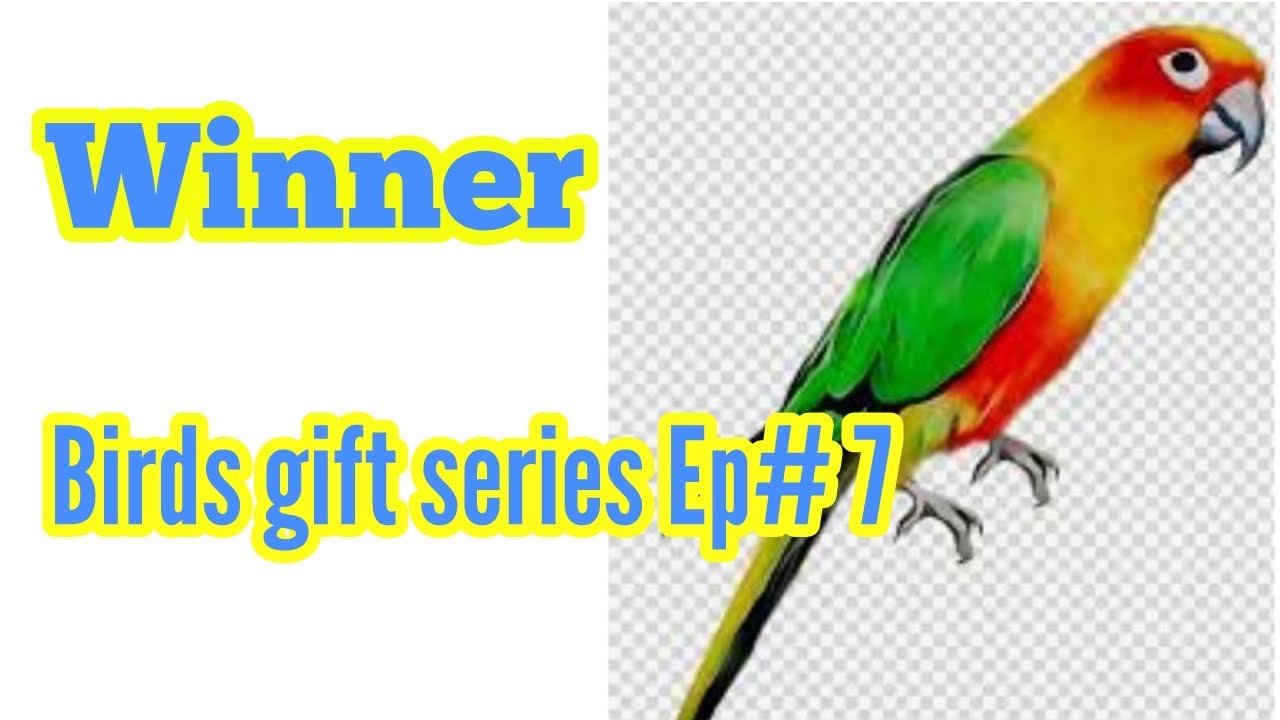 Winner, Birds gift series Ep# 7 - YouTube