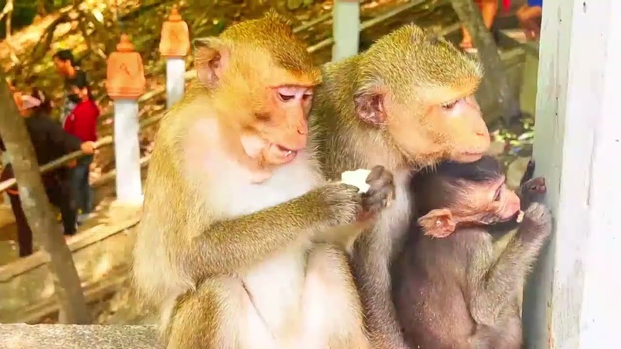 AMAZING.. BB.. MONKEY.. LIVE.. - YouTube