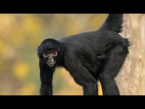 🐒 Ignoring the problem makes solving it slower monkey people! 🐵 - YouTube