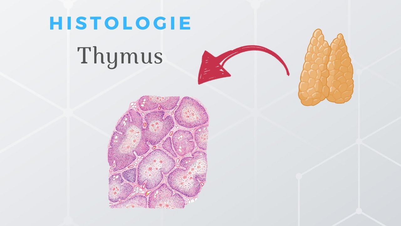 Immunologie - Histologie du Thymus - YouTube
