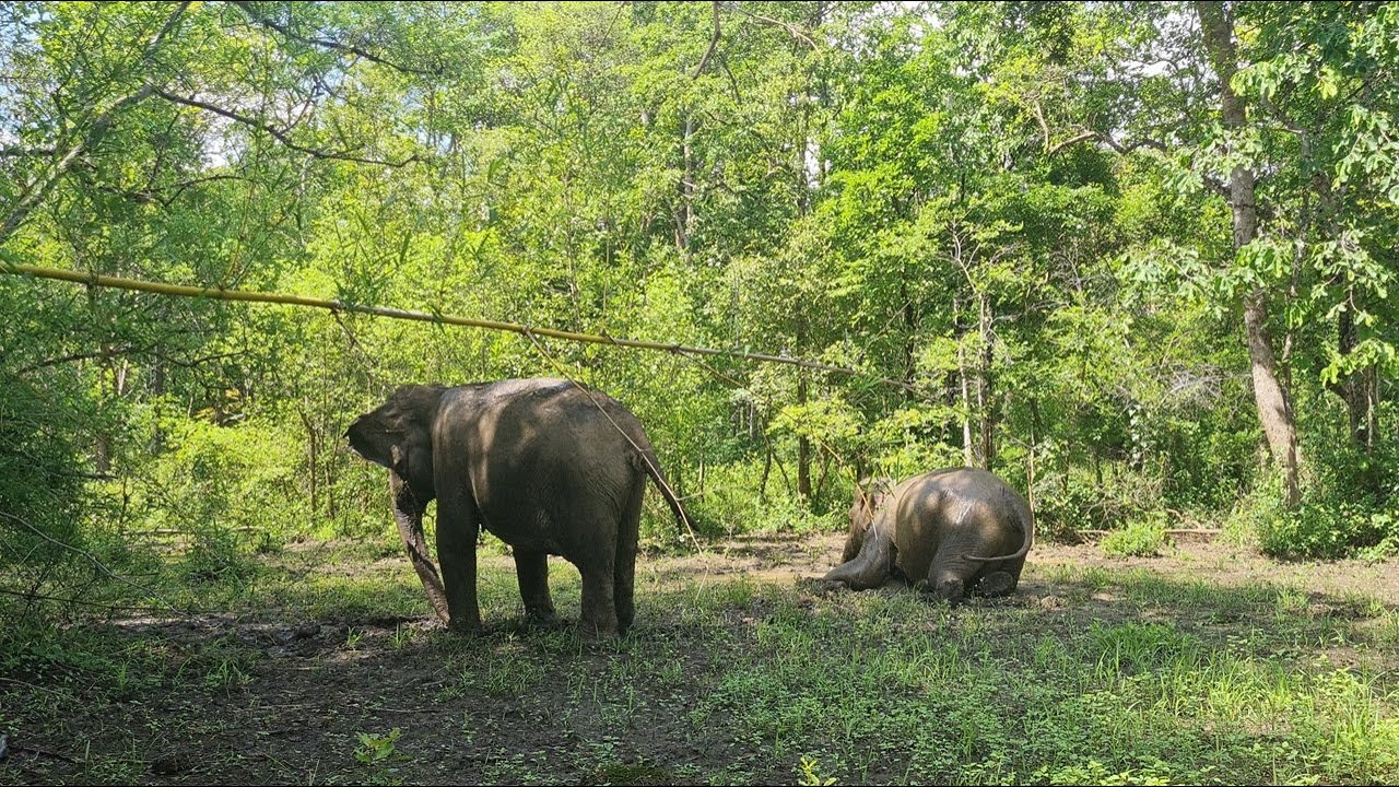 YDNP 20240607 Yok Don elephant Kham Phanh and H Blu take a mud bath ...