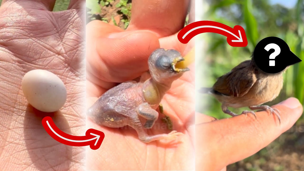 THE BIRD GROWTH STAGES | From Hatching to Hand Feeding - YouTube