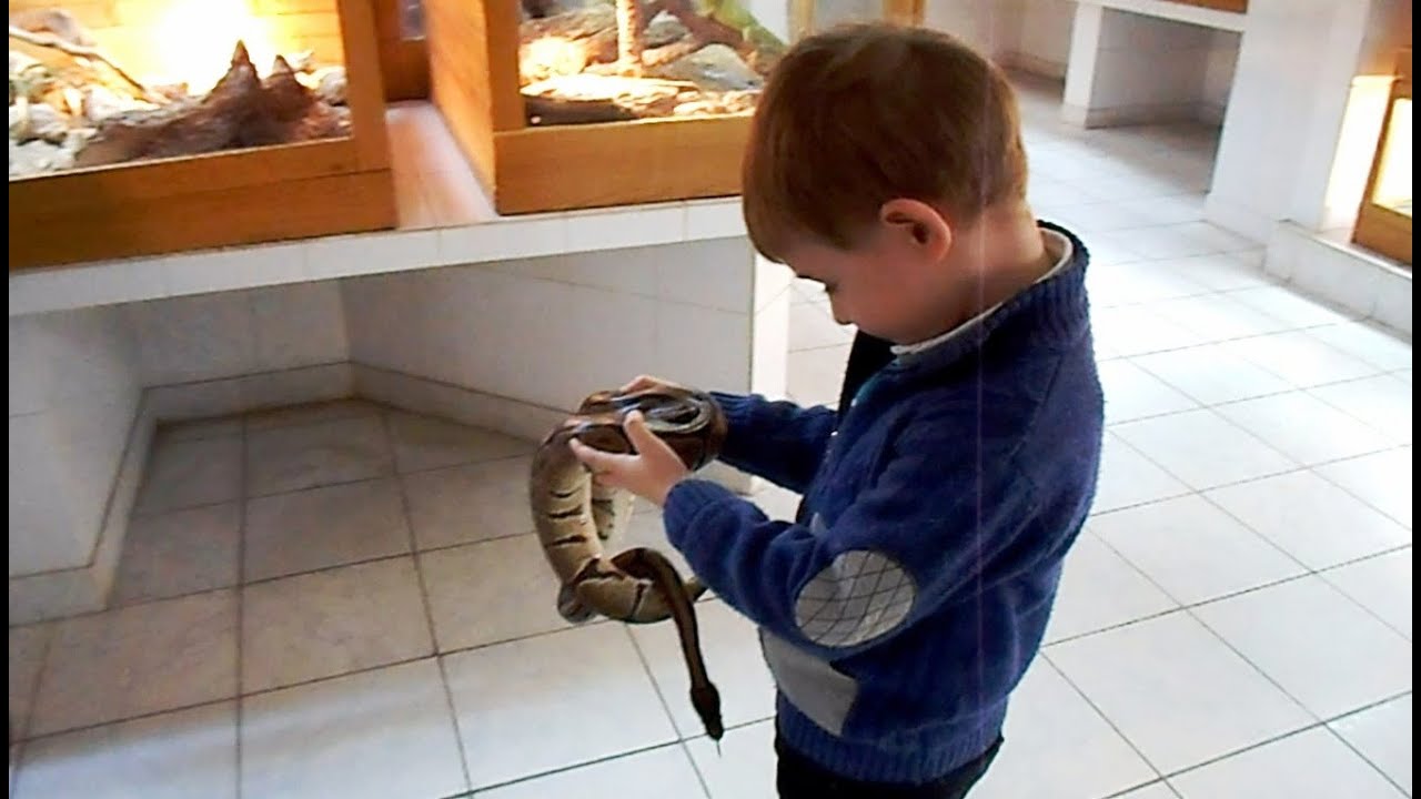 Brave Kids Holding A Snake - Ball Python - YouTube