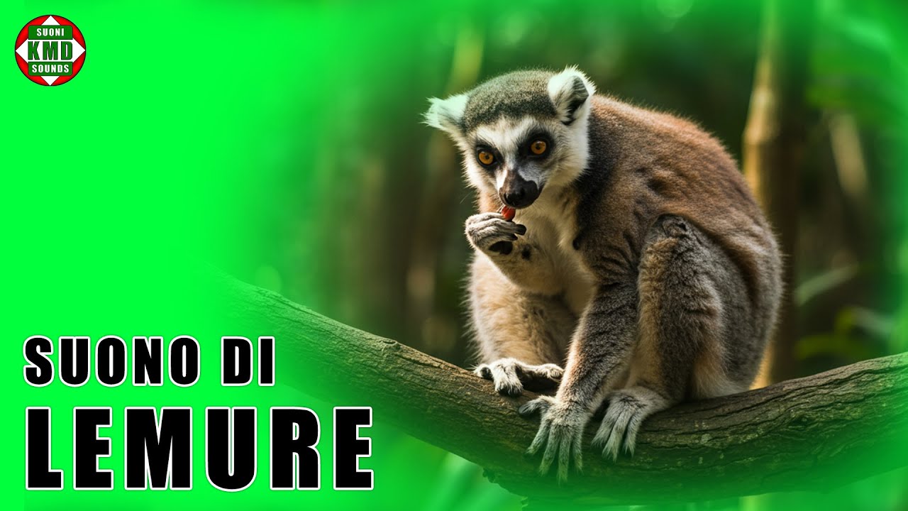 Il suono del Lemure: Il vero suono della foresta – SUONI DI ANIMALI 🐒 ...