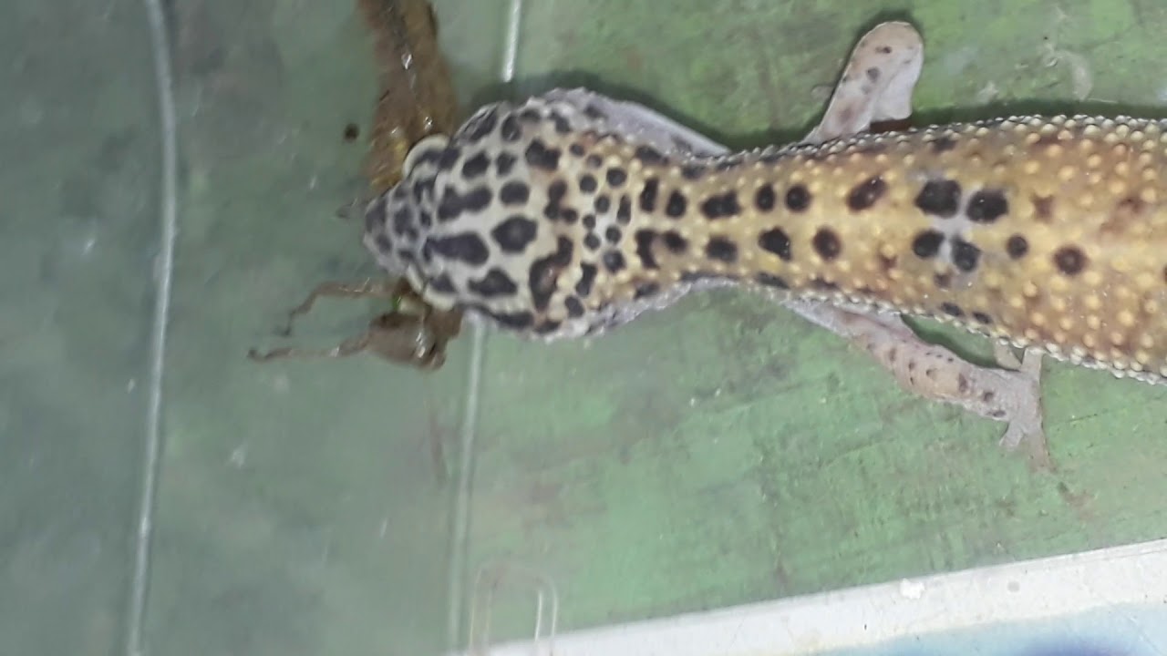 Mis geckos comiendo grillos - YouTube