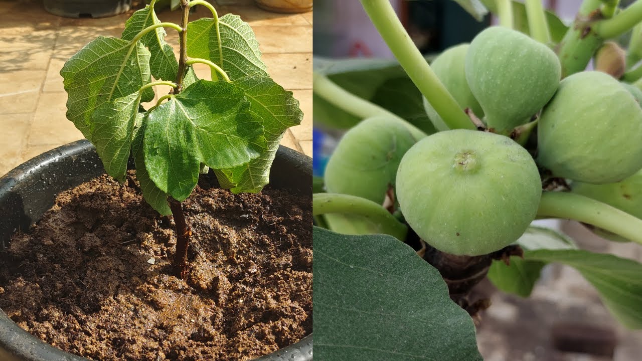 How to Grow Fig | Fig Tree Propagation by air layering - YouTube