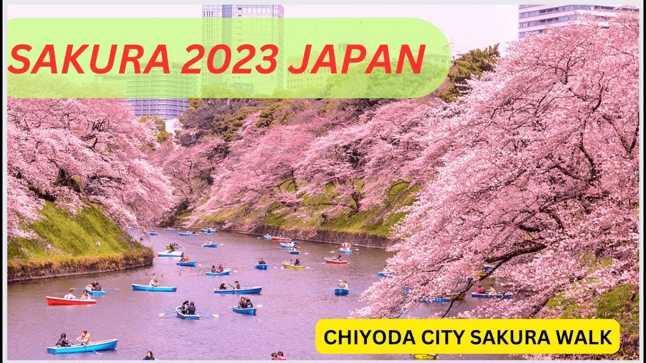 Sakura Walk & Boat Ride in Chiyoda City, Japan | Experience the Beauty ...