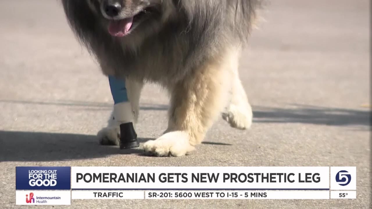 Utah Pomeranian receives ground-breaking surgery and prosthetic leg ...