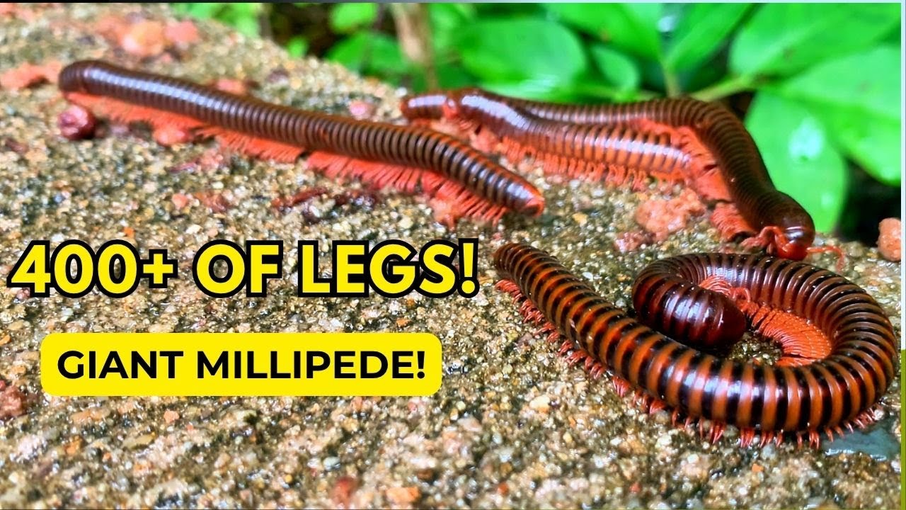 Unbelievable Giant Millipede Swarm – Thousands of Legs Crawling in ...