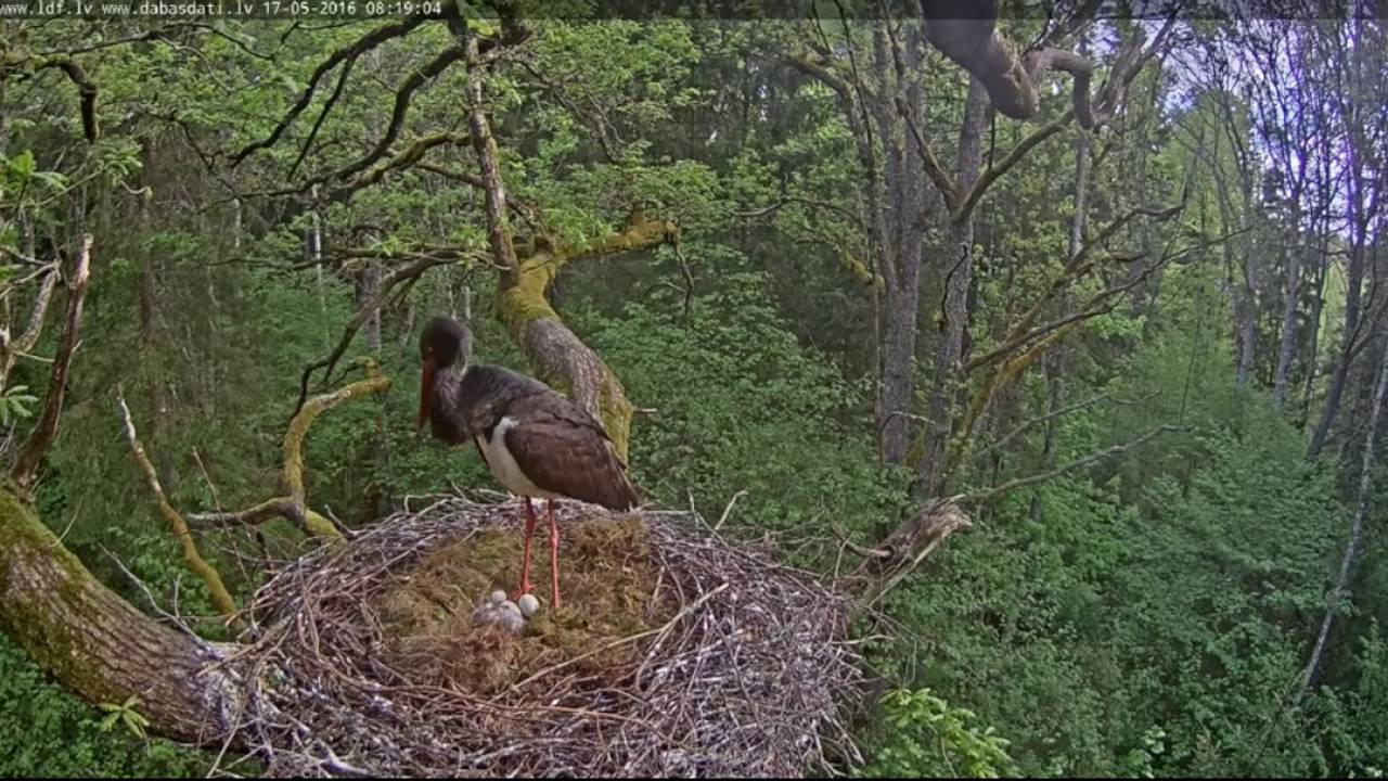 8h16m melnais starkis Female sees an enemy - she feeds the chicks - YouTube