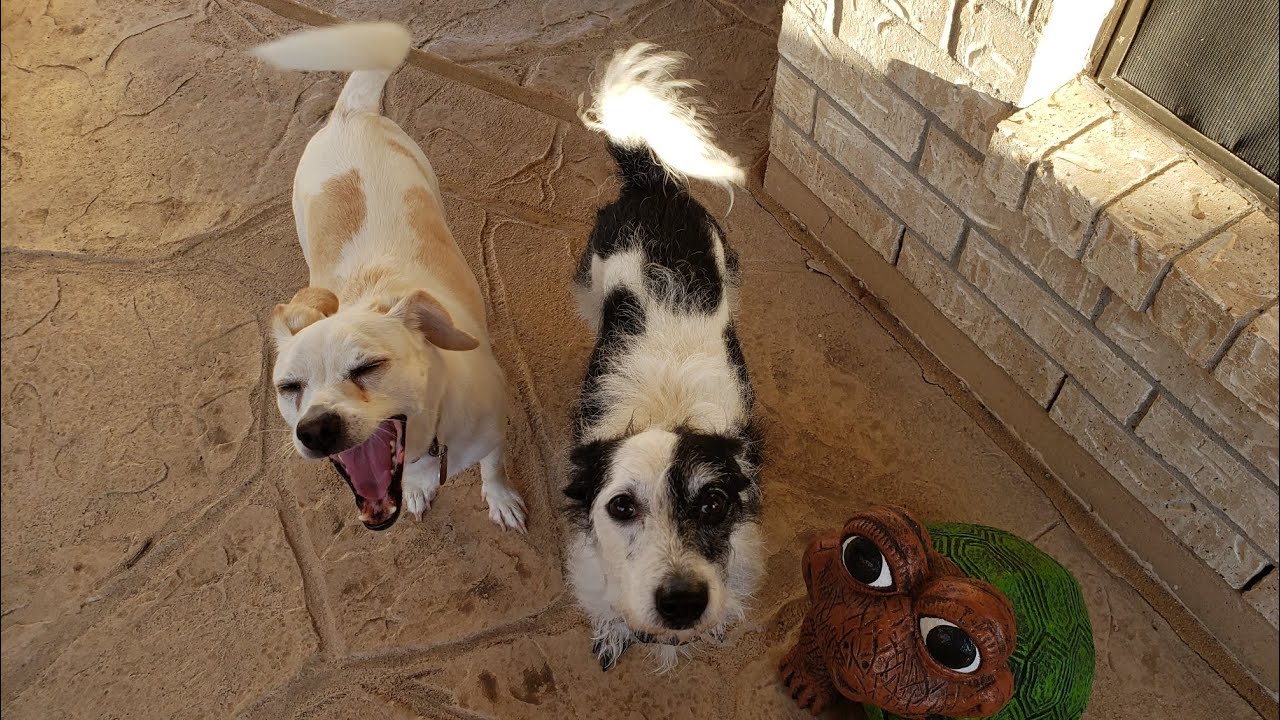 Senior Puppy Sunday! - YouTube