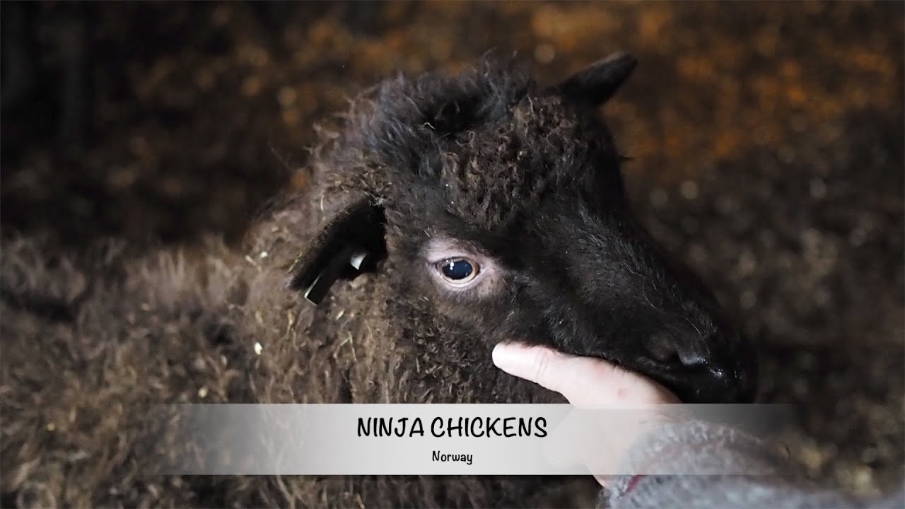 Norway - Special Episode of Ninja Chickens - YouTube