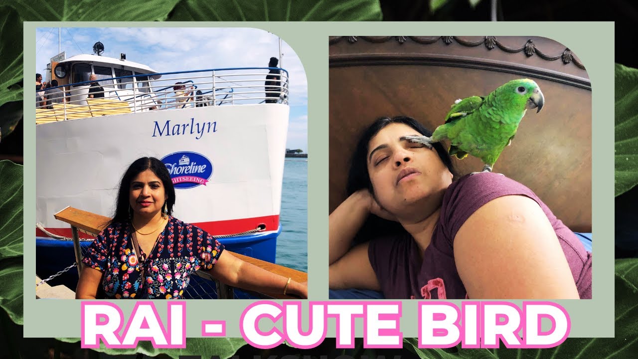 #Cute Bird - Amazon Parrot - Rai Sona @probasedinalipi #raisona - YouTube