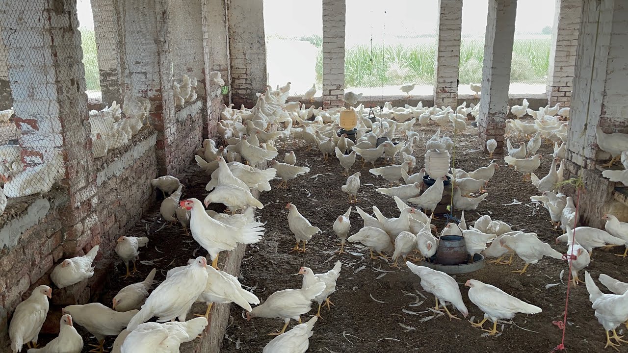 Poultry Farming in Pakistan | poultry farming egg production | part 31 ...