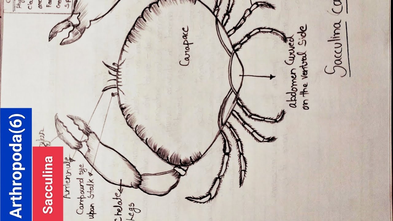 How to draw sacculina for bsc1styear class12Icbse Icse board#science# ...