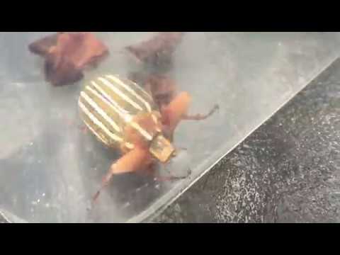 The Watermelon Beetle (a flying watermelon) - YouTube