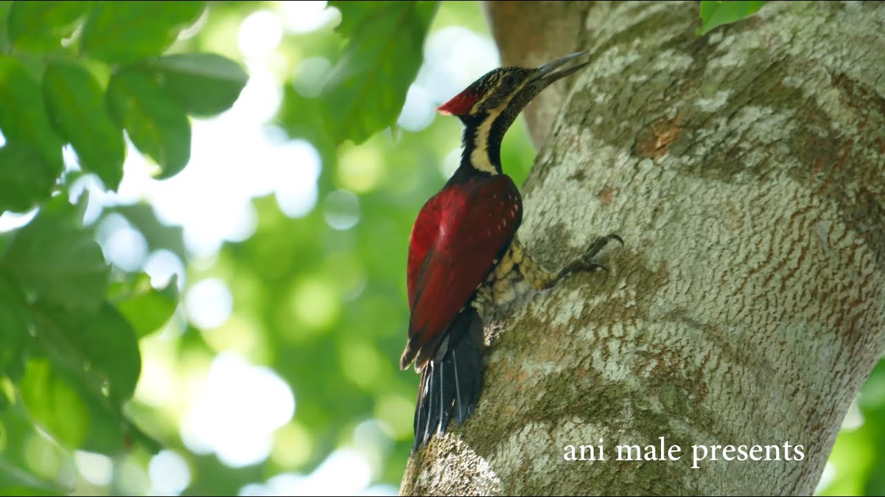 red backed flameback / lesser Sri Lanka flameback in 4K / UHD by ani ...
