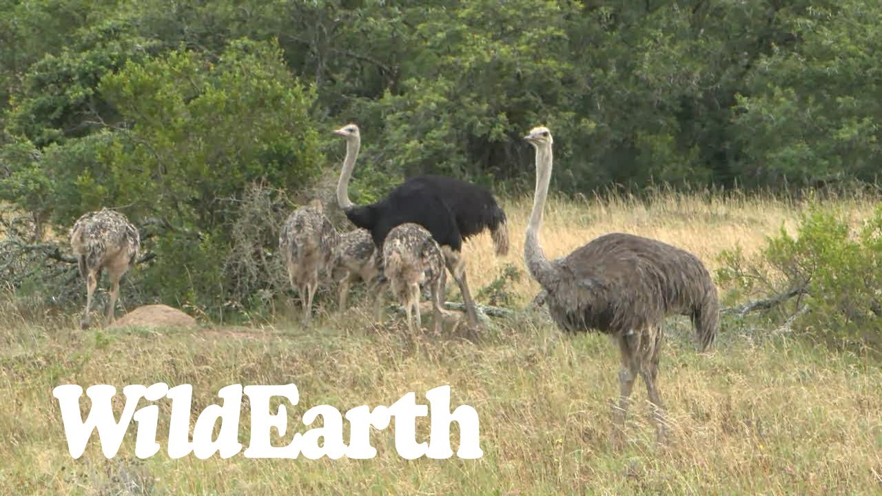 WildEarth - Sunrise Safari - 13 Dec 2022 - YouTube