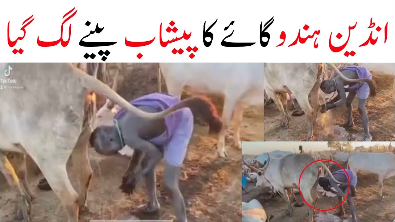 Indian Hindu Shower with cow urine - YouTube