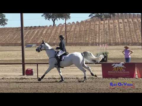 135S Dylan Pruitt on Vincent 167 JR Novice Show Jumping Twin Rivers ...
