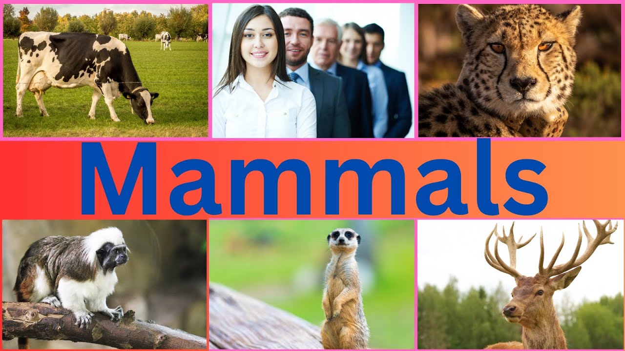 Mammals || Mammals for Kids || Fun and Educational Mammals for Kids ...