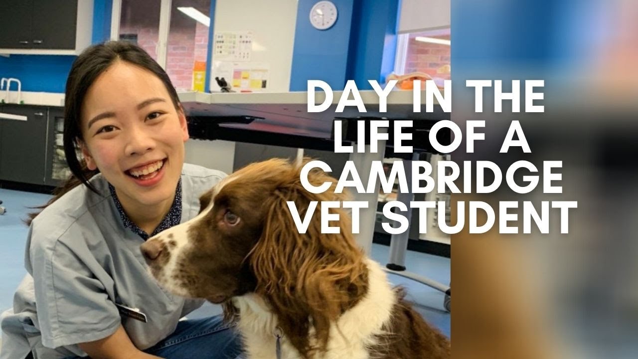 Day in the life of a vet student | Cambridge University vet student ...