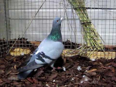 Felsentaube, Columba livia, Landesgeflügelschau Ulm 2017 - YouTube