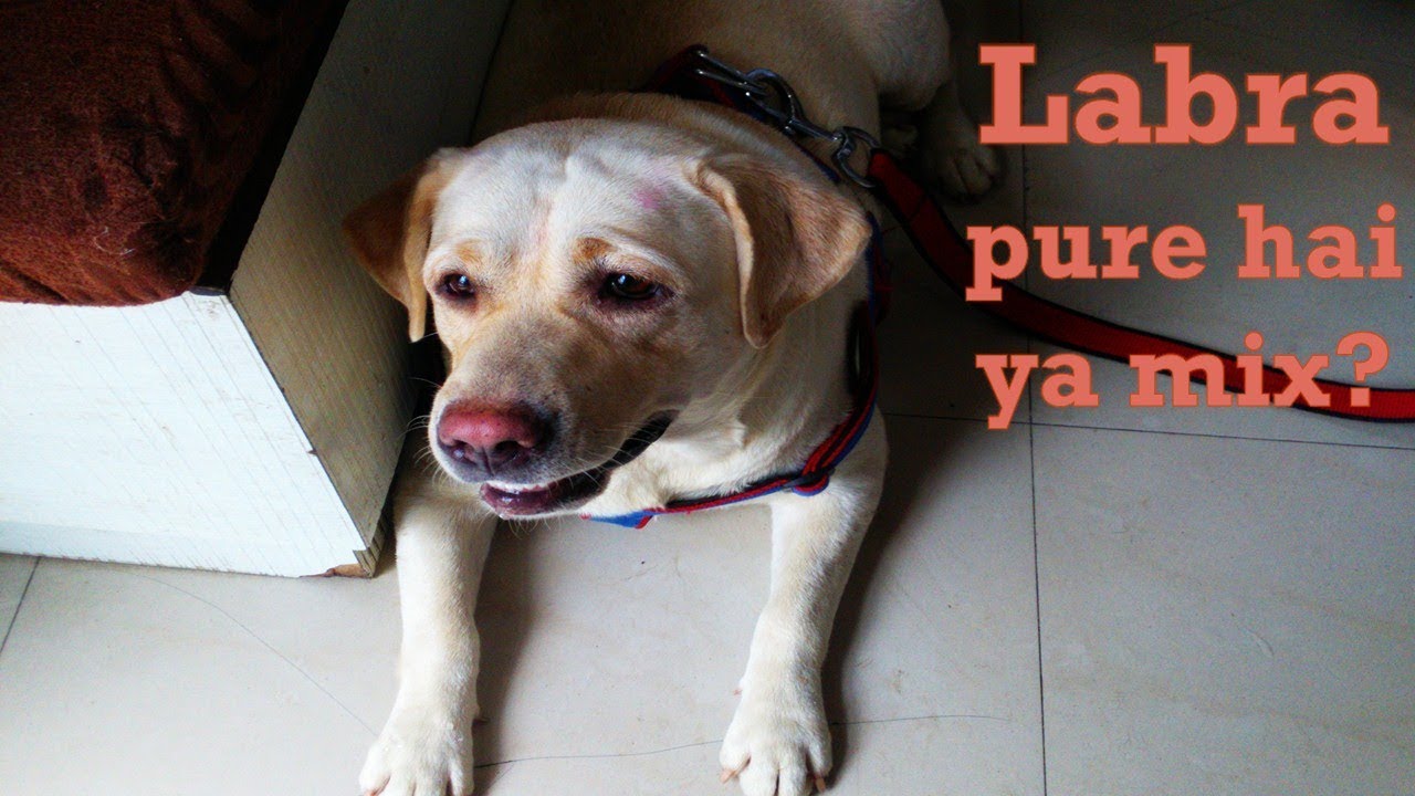 pure labra or mix labra me kya antar h. - YouTube