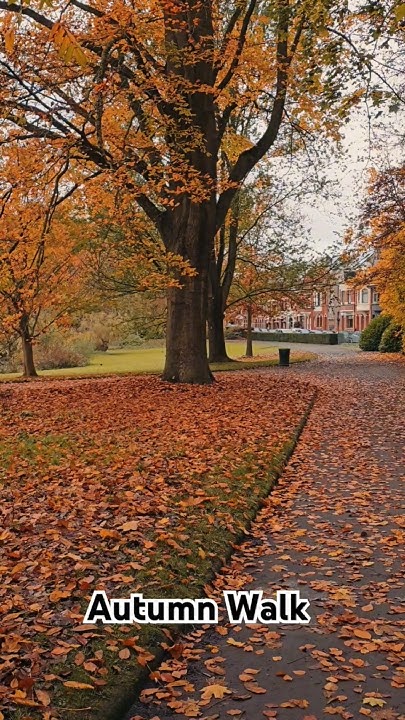 Autumn Nature Walks - A Relaxing Fall Ambience Walk in the Woods - YouTube