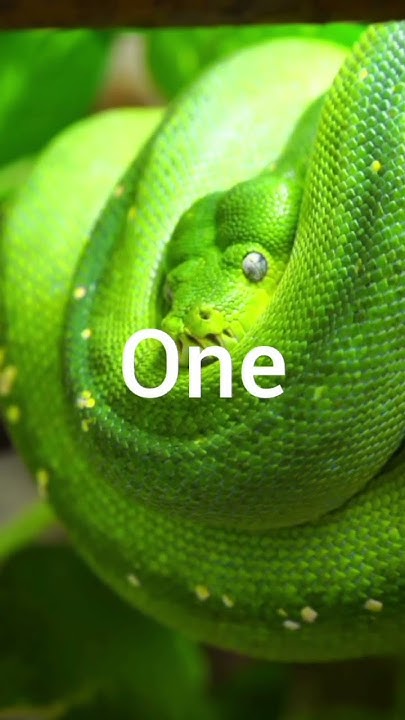 Green tree Python - YouTube