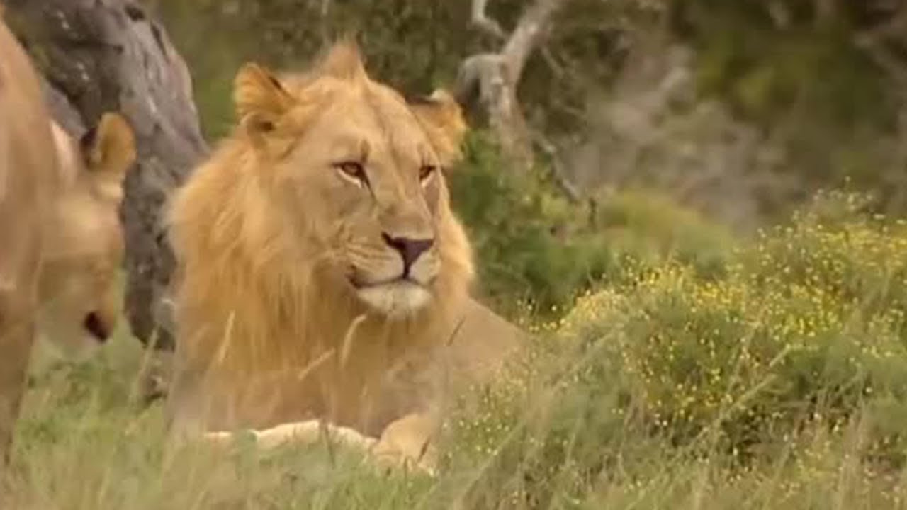 Wildlife Stories from South Africa | Moose in the Glen | BBC Studios ...