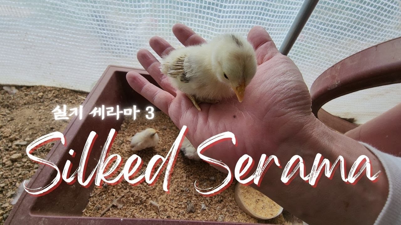 실크 세라마 병아리 3 , 실키 세라마, silkied serama chick , silk serama chick - YouTube