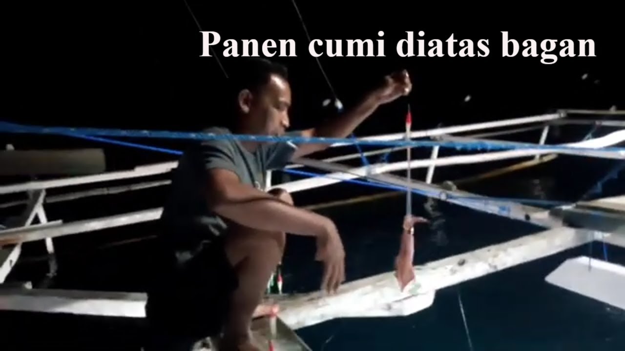 Teknik Terbaik Mancing Cumi di Bagan: Auto Panen Strike dengan Udang ...