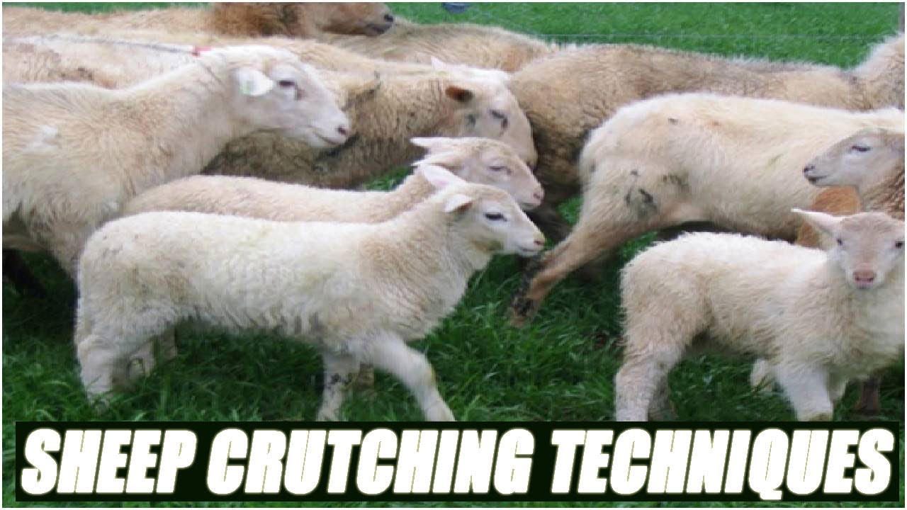 Sheep Crutching Techniques - YouTube