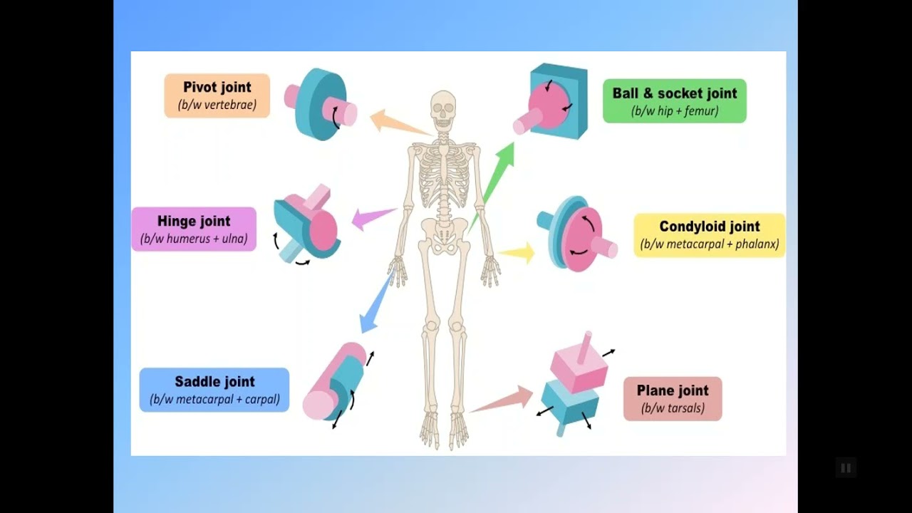 osteokinematics and arthrokinematics in kinesiology - YouTube