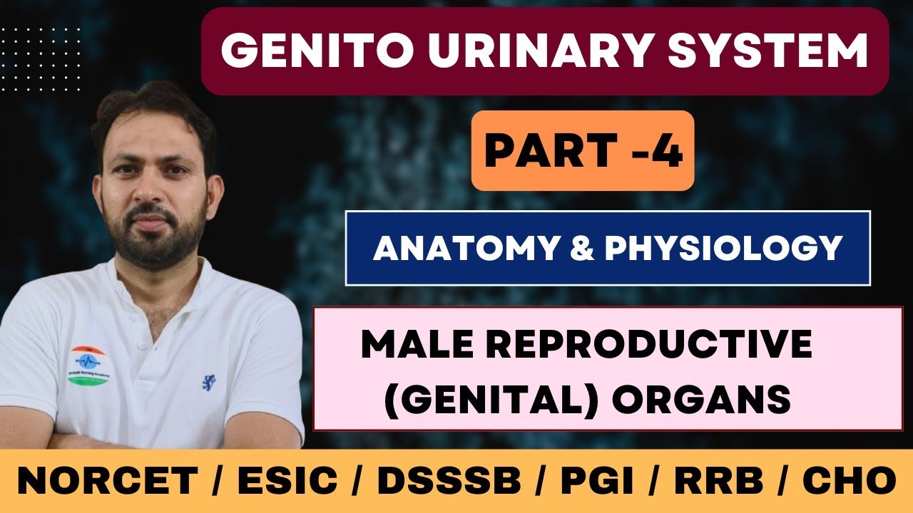 Genito-Urinary System PART - 04 || male genital organs || Ravikant Sir ...