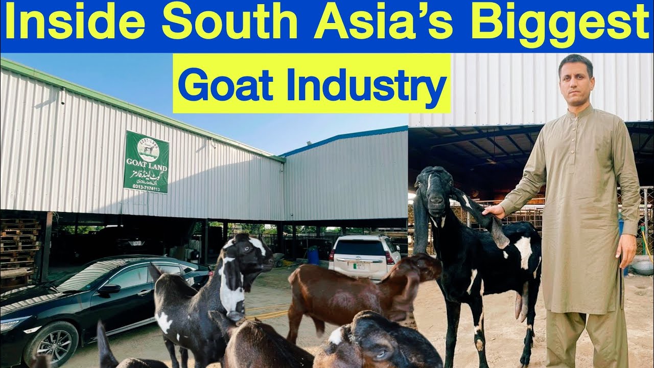 Inside South Asia's biggest Goat Industry॥Exclusive interview with Goat ...