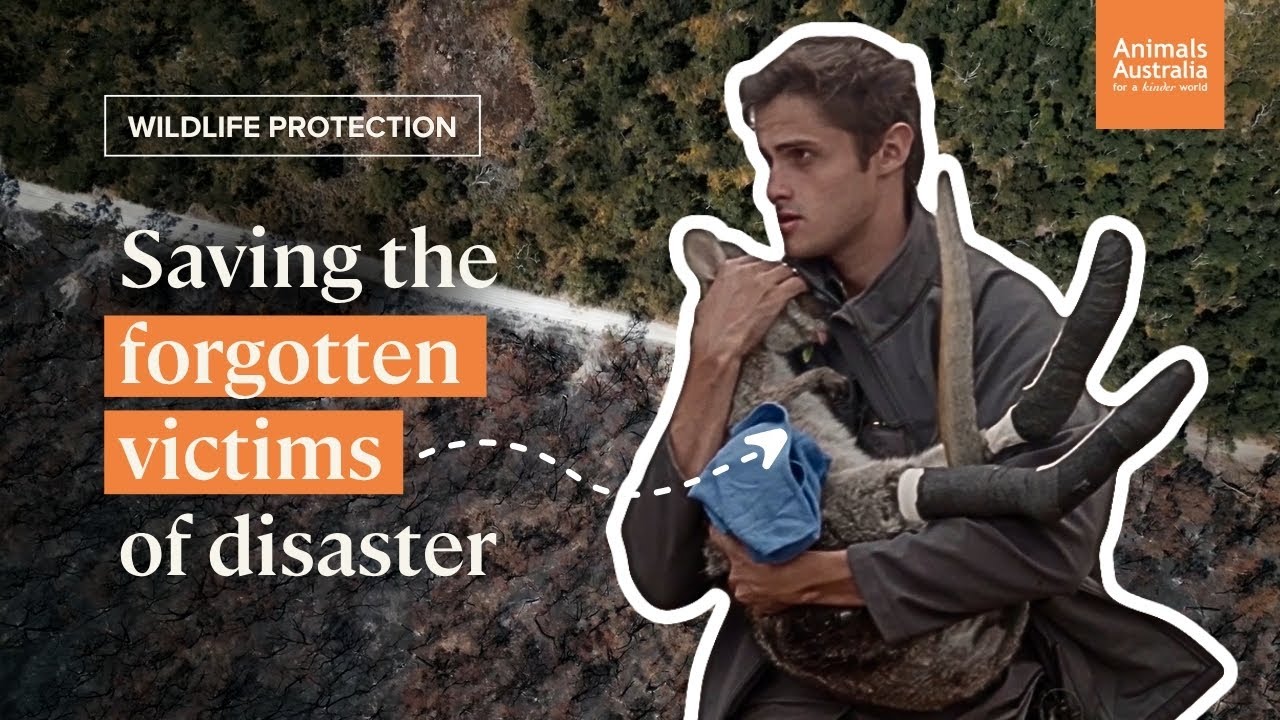 Wildlife SOS: Saving the forgotten animals in times of disaster - YouTube