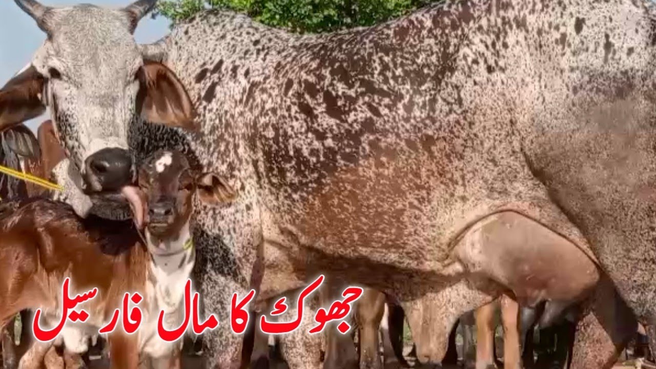Johk Qasim ki Cows For Sale in pakistan - YouTube