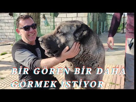 ONU BİR  GÖREN BİR DAHA GÖRMEK İSTİYOR   #karaboğa @Kangal-Türk