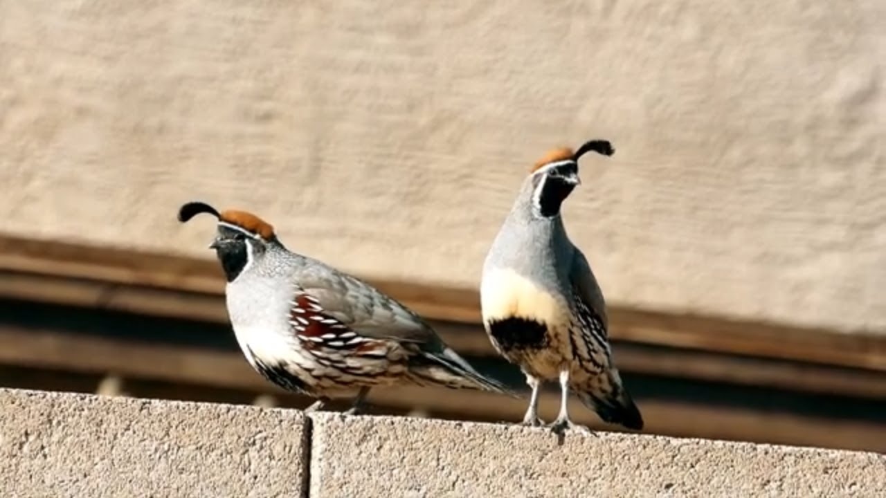 Two Quail Perched On The Brick Wall - DownBurst Media - YouTube