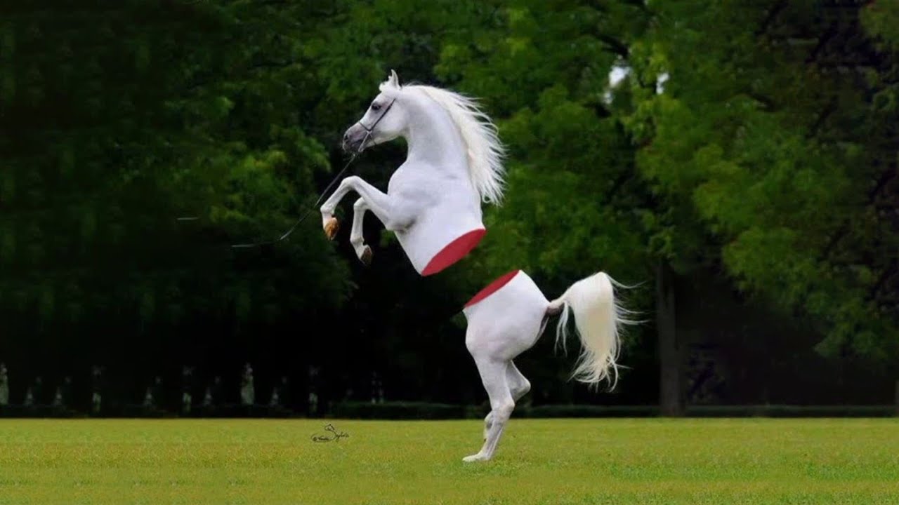 A horse split in half by a magical move in 3 minutes - YouTube