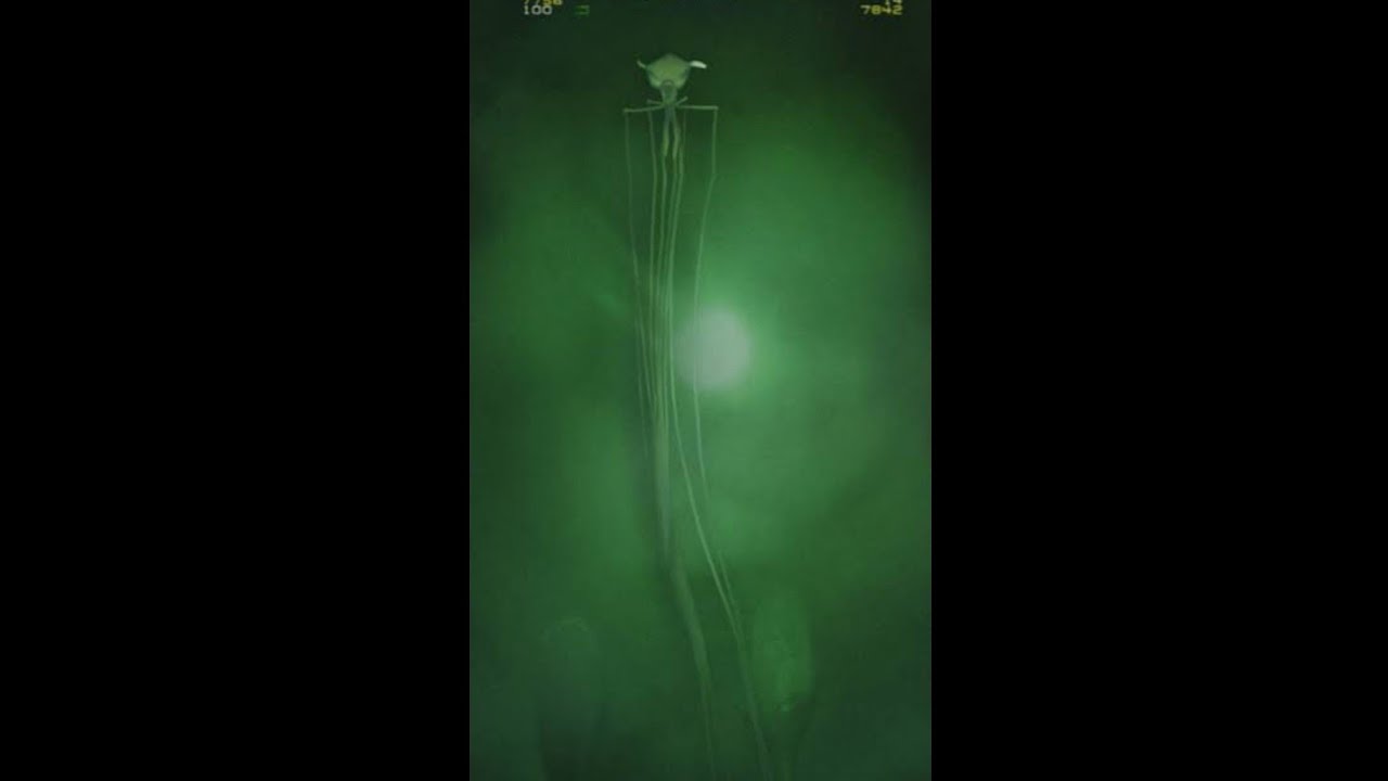 This is the MOST SCARY creature in the OCEANS! Giant fin squid 😱😱😱 ...