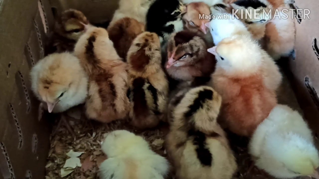 Memilih bibit anak ayam kampung - YouTube